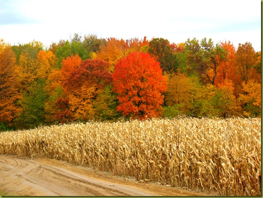 Michigan Autumn - Just a Girl Blog